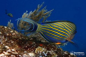 Sous les plages de sable noir d'Amed à l'est de Bali • Soundwave on the ...